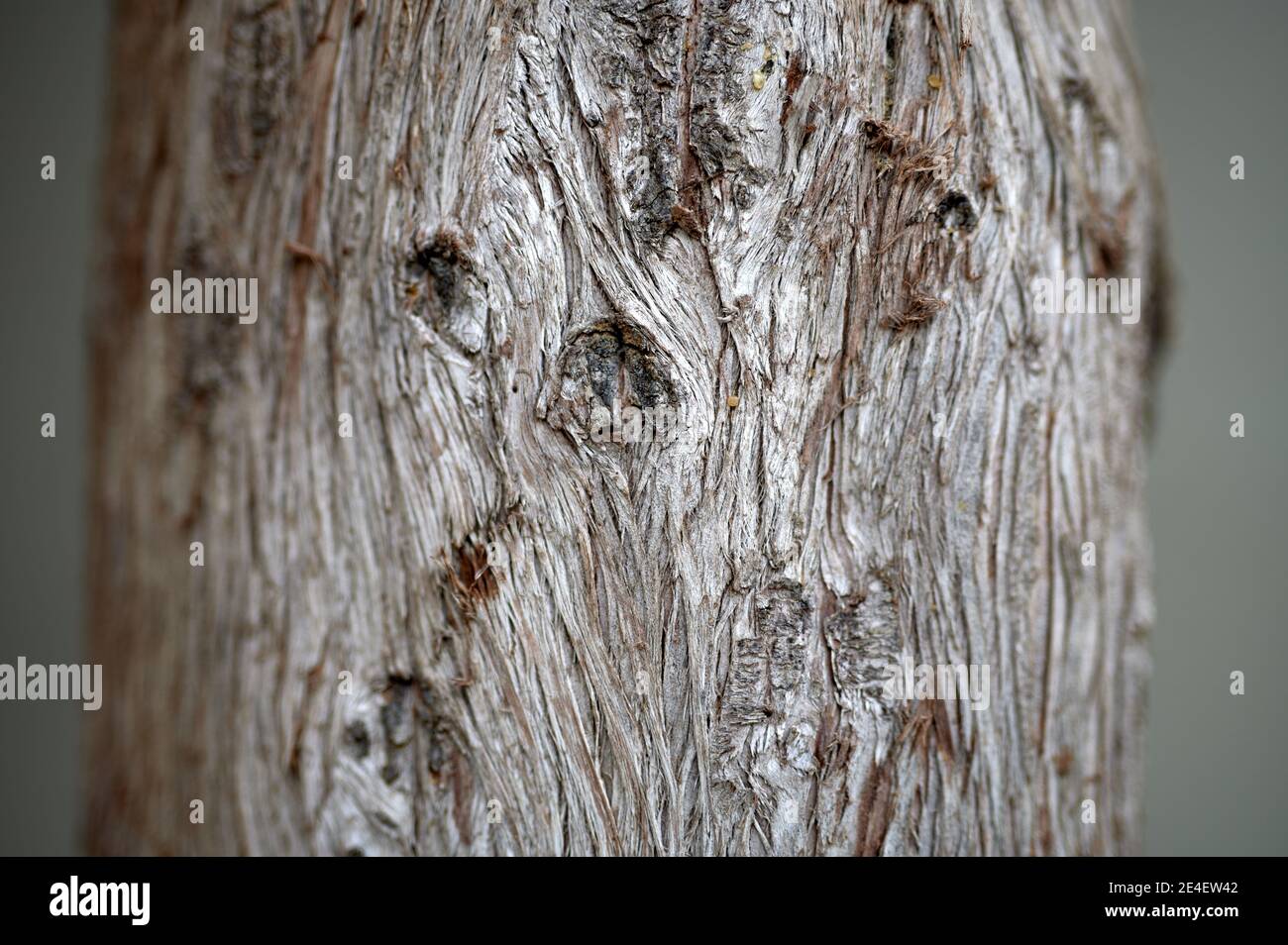 detail of some knots and bark of an old cypress trunk with some resin ...