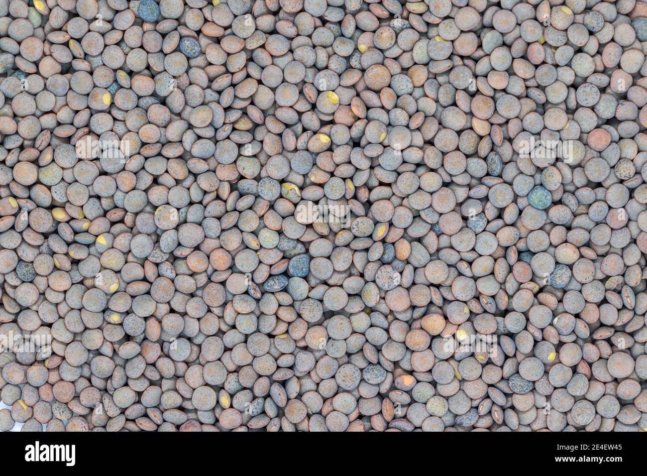 Red lentil farming hi-res stock photography and images - Alamy