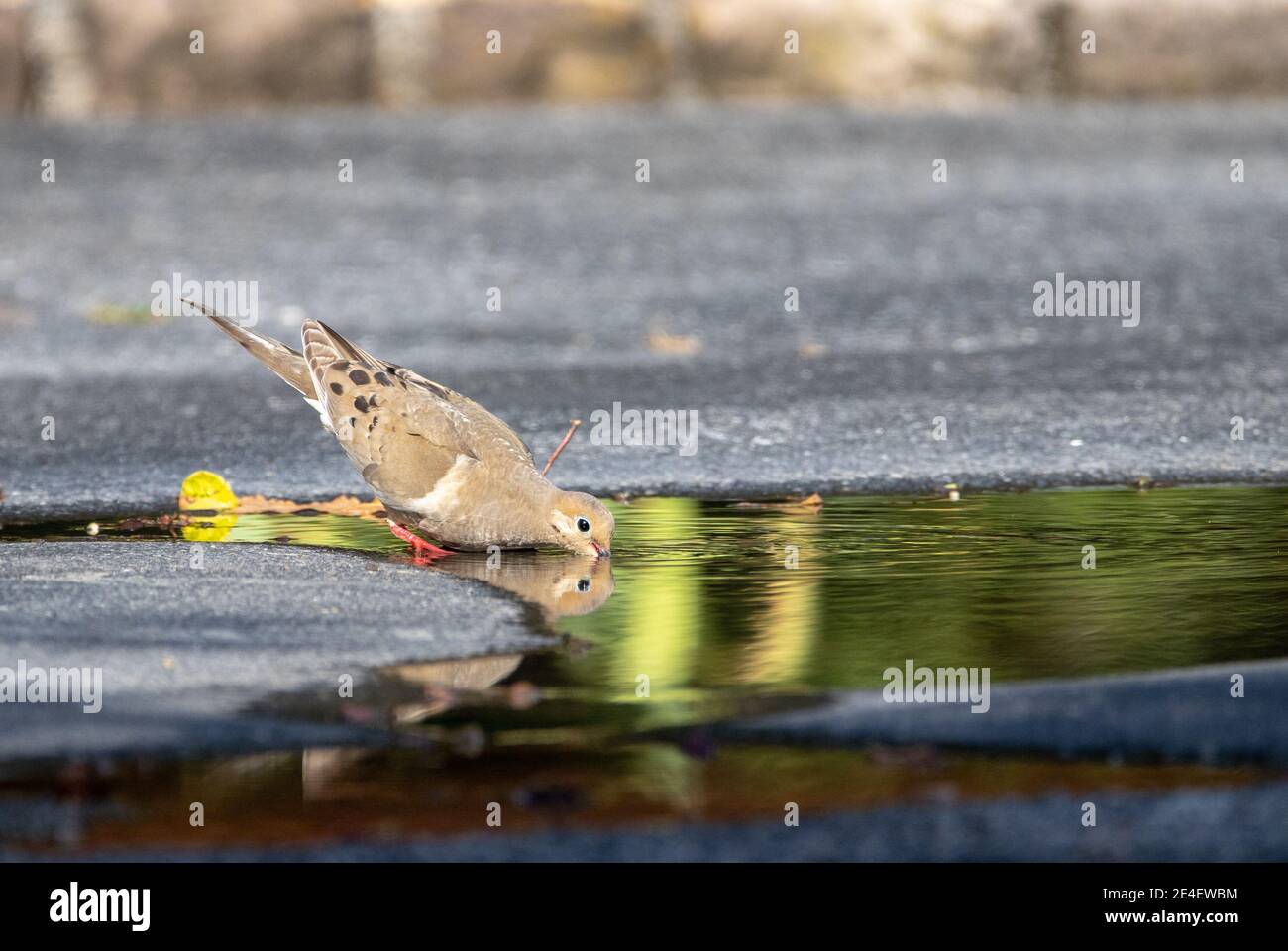 Dove drinking from puddle hi-res stock photography and images - Alamy