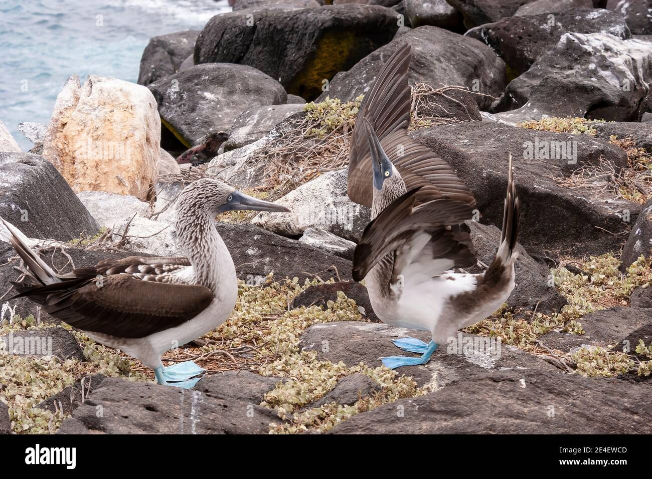blue-footed booby (Sula nebouxii), pair of adults in breeding courtship ...
