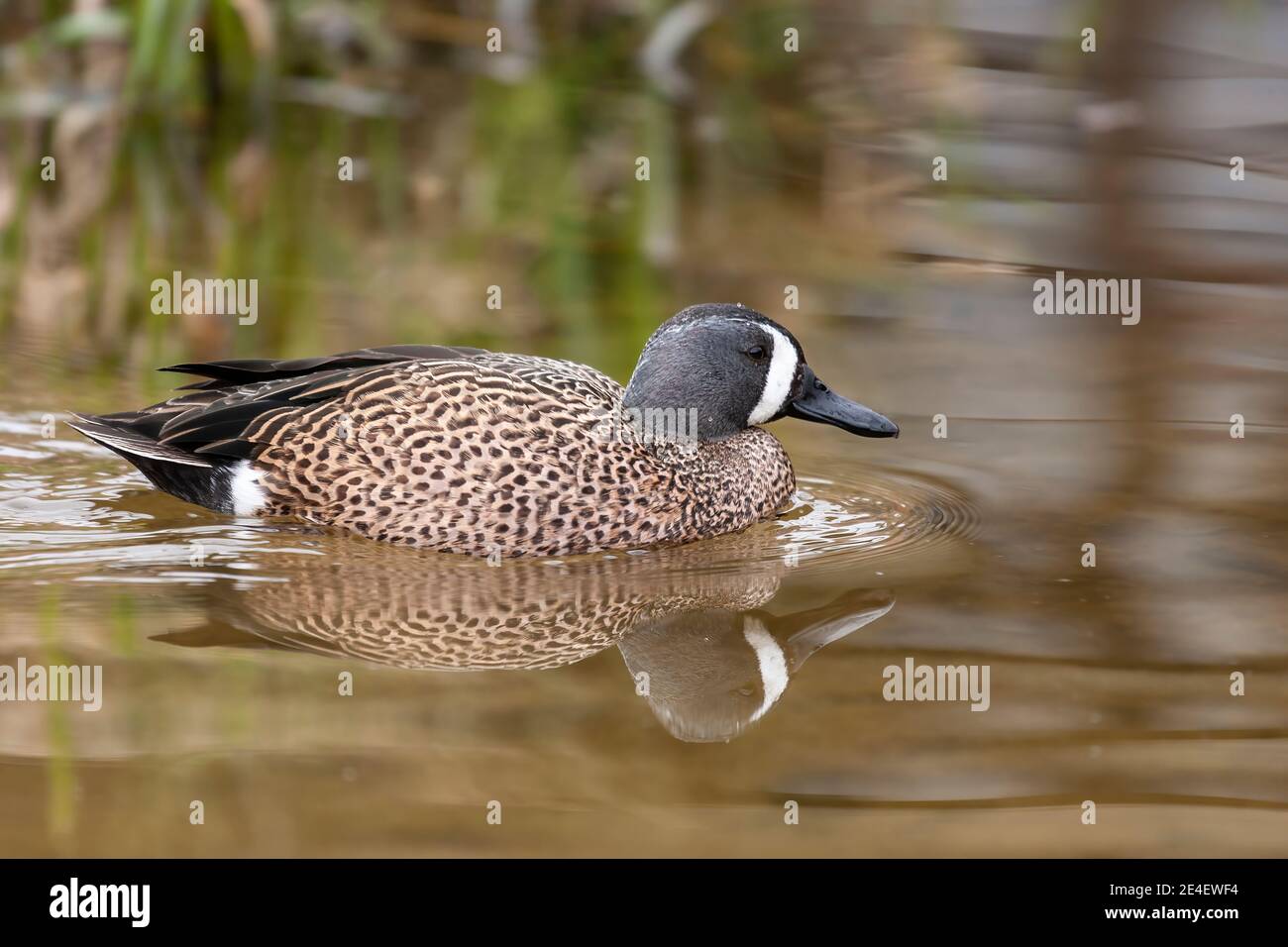 blue-winged teal (Spatula discors), single drake swimming on water ...