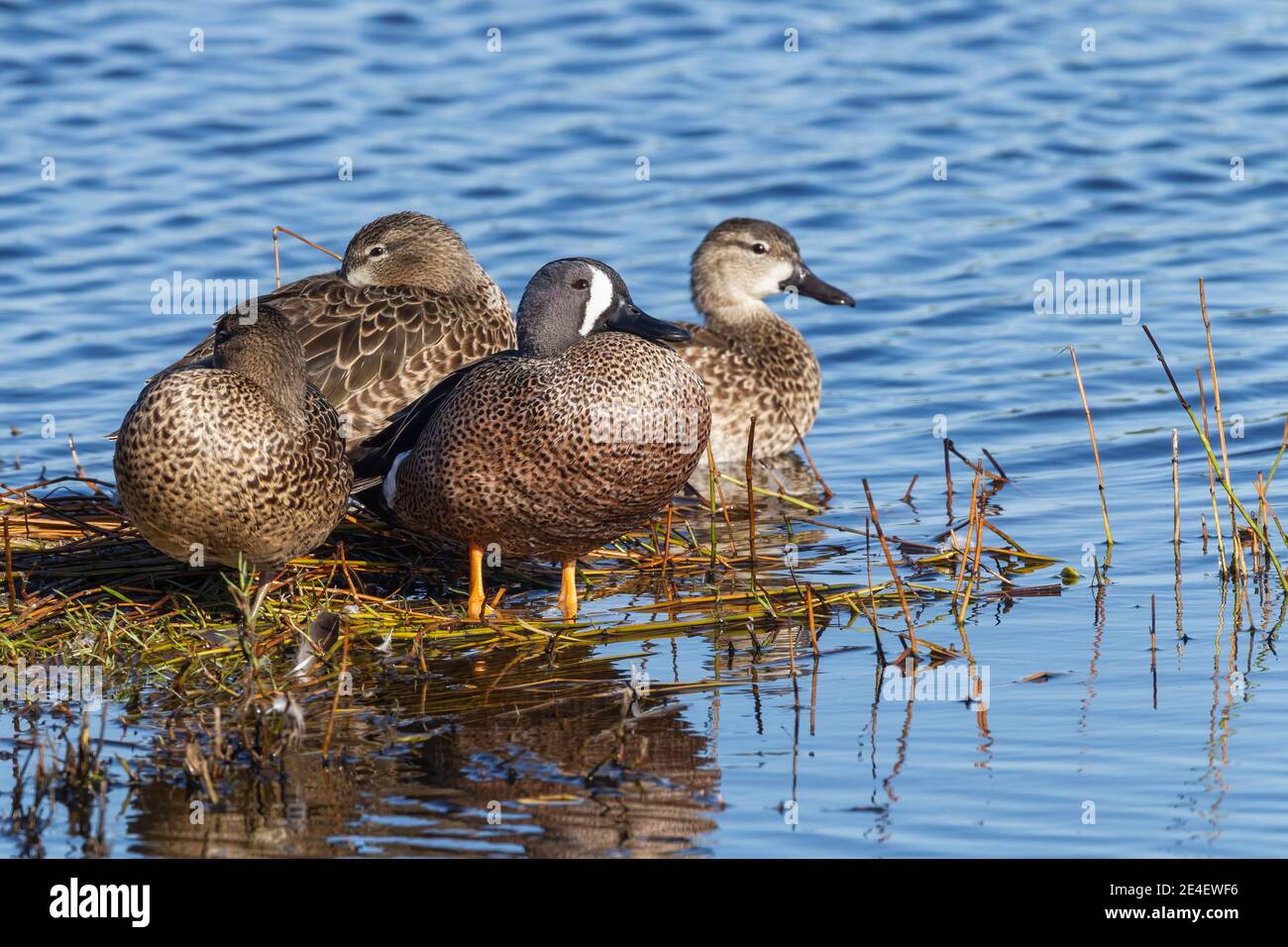 blue-winged teal (Spatula discors), several birds on shallow water ...