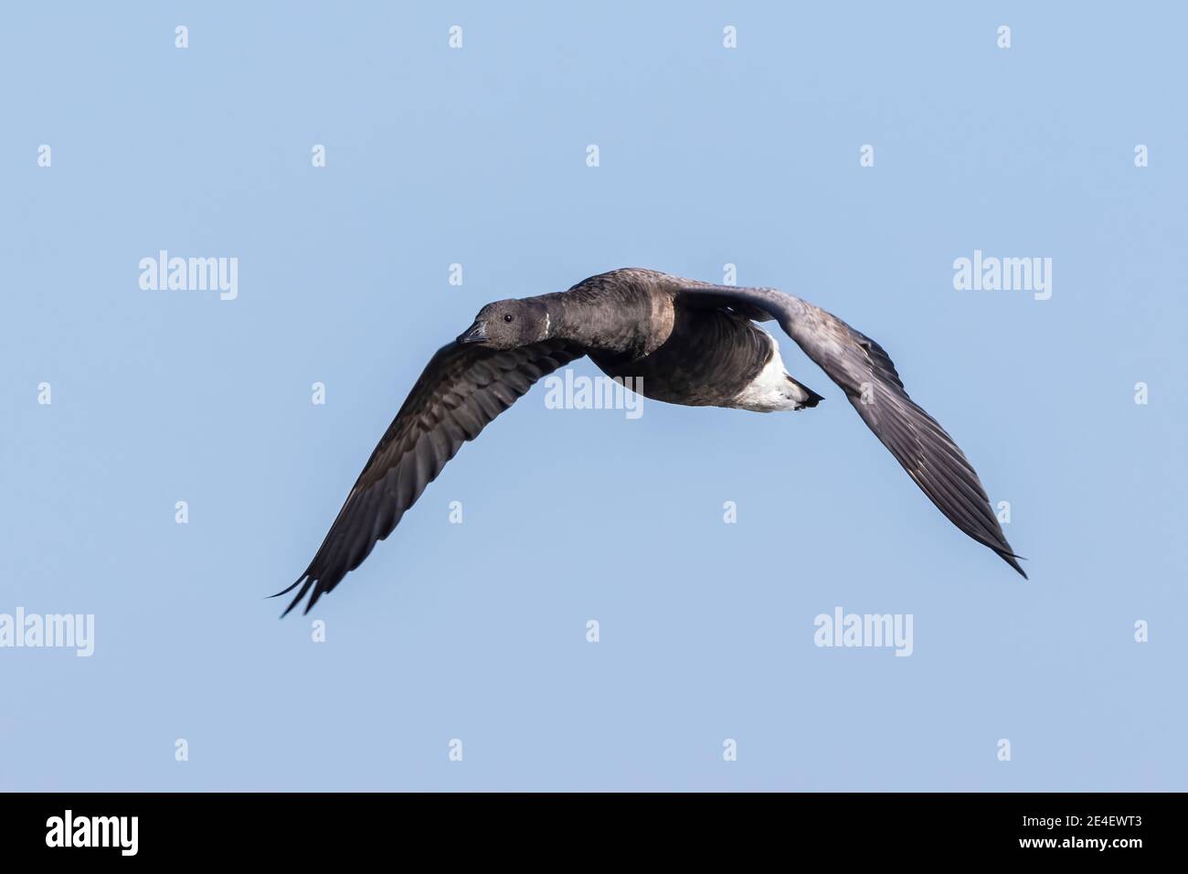 brant goose or brent goose (Branta bernicla) sngle bird in flight ...