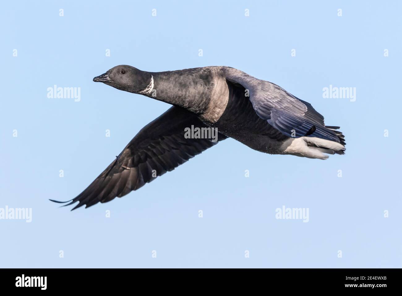 brant goose or brent goose (Branta bernicla) sngle bird in flight ...