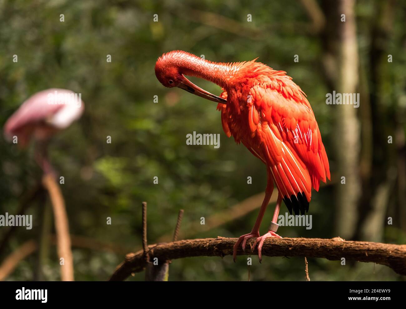 Ibis flock brazil hi-res stock photography and images - Alamy
