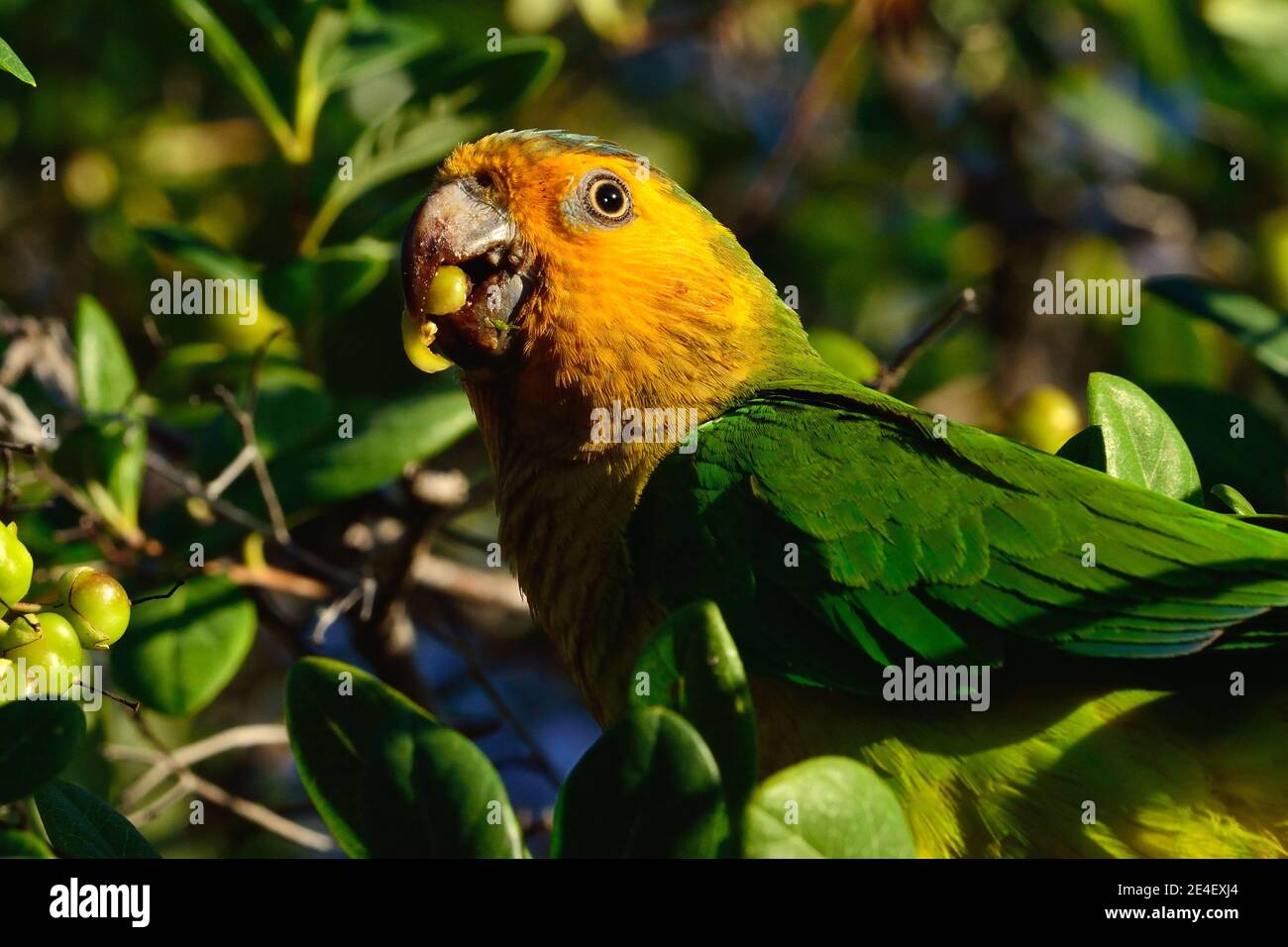 Aratinga Pertinax Pertinax High Resolution Stock Photography and Images ...