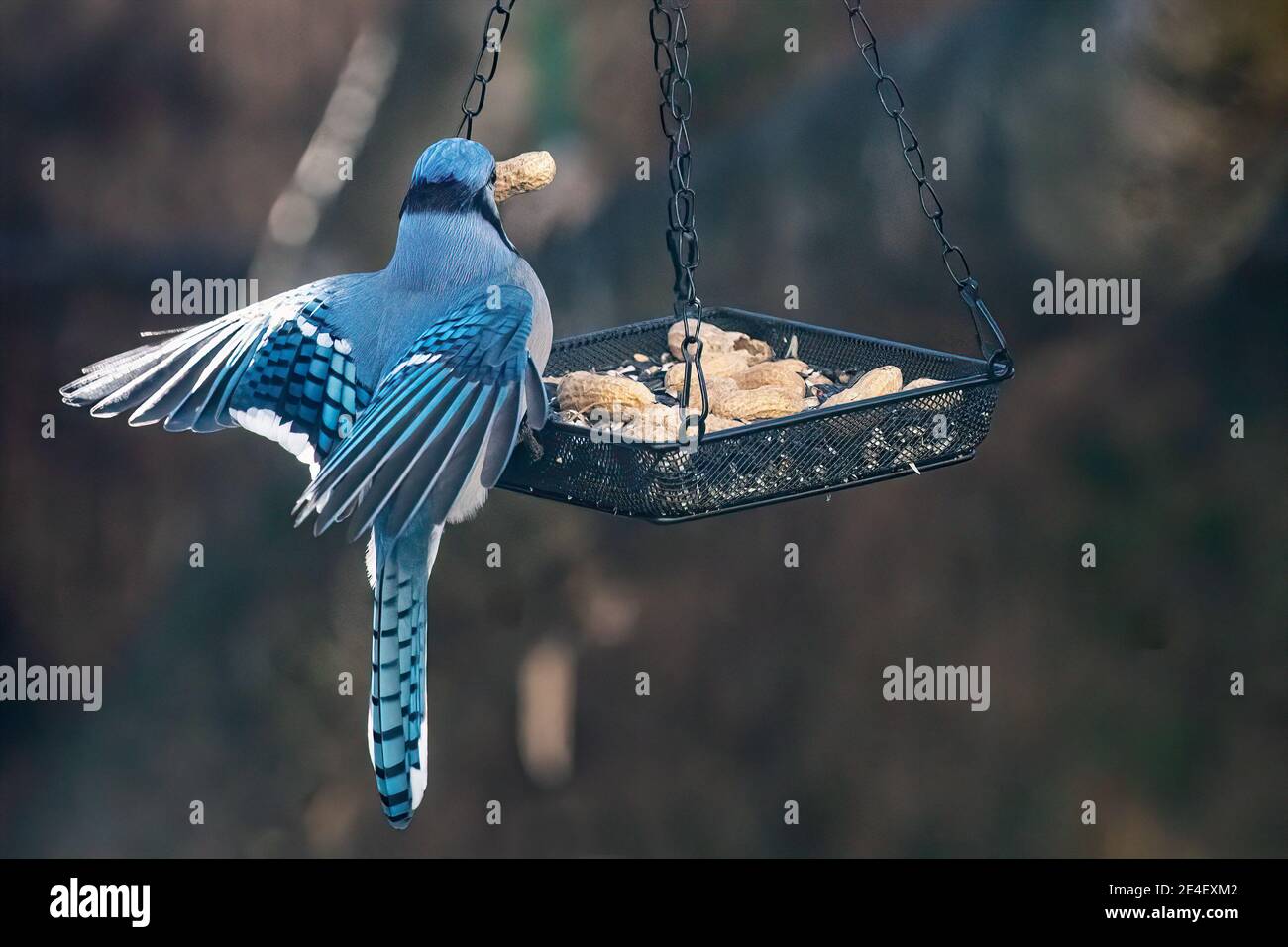 Blue jay at backyard feeder with peanuts Stock Photo - Alamy