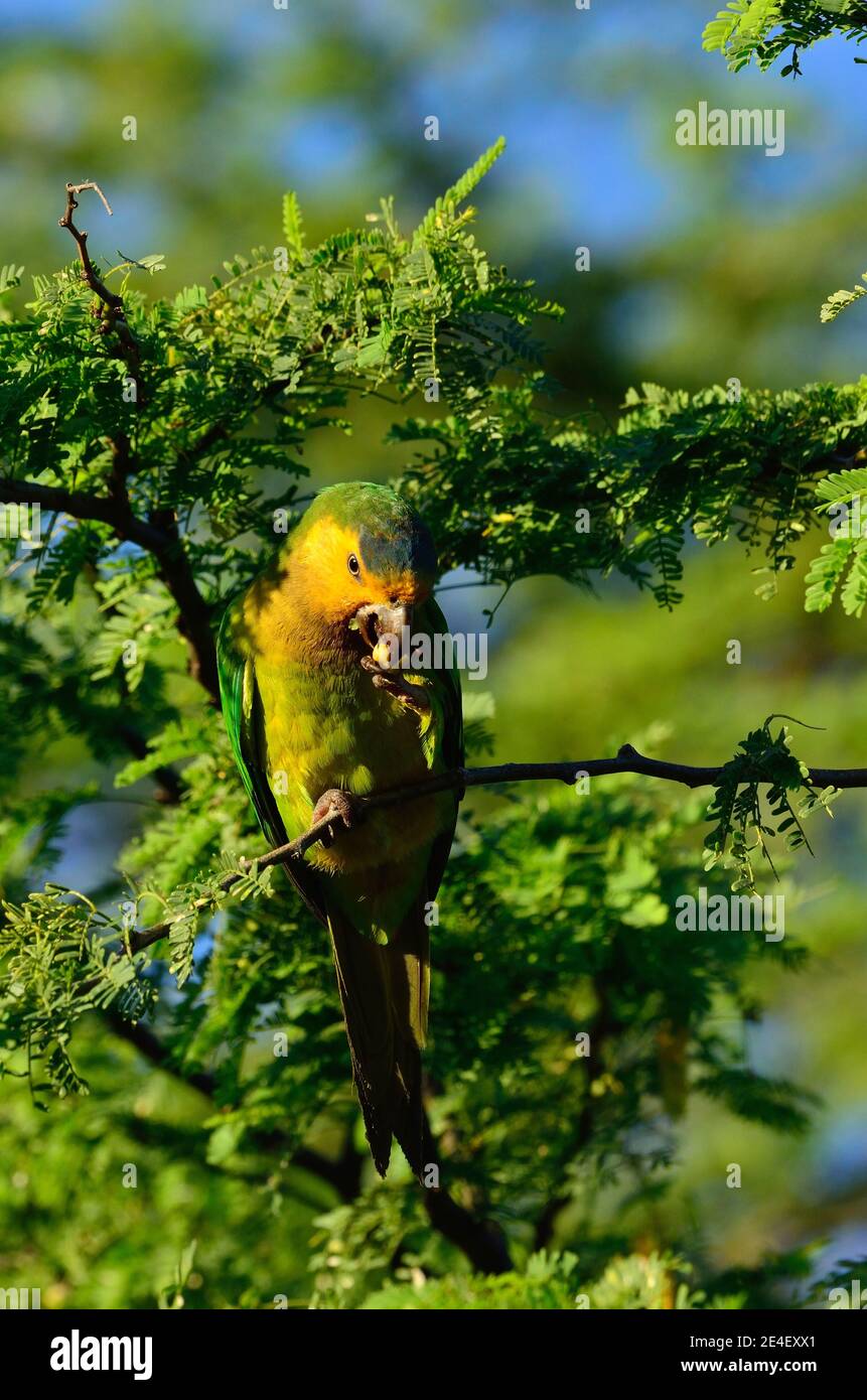 Sittich hi-res stock photography and images - Alamy