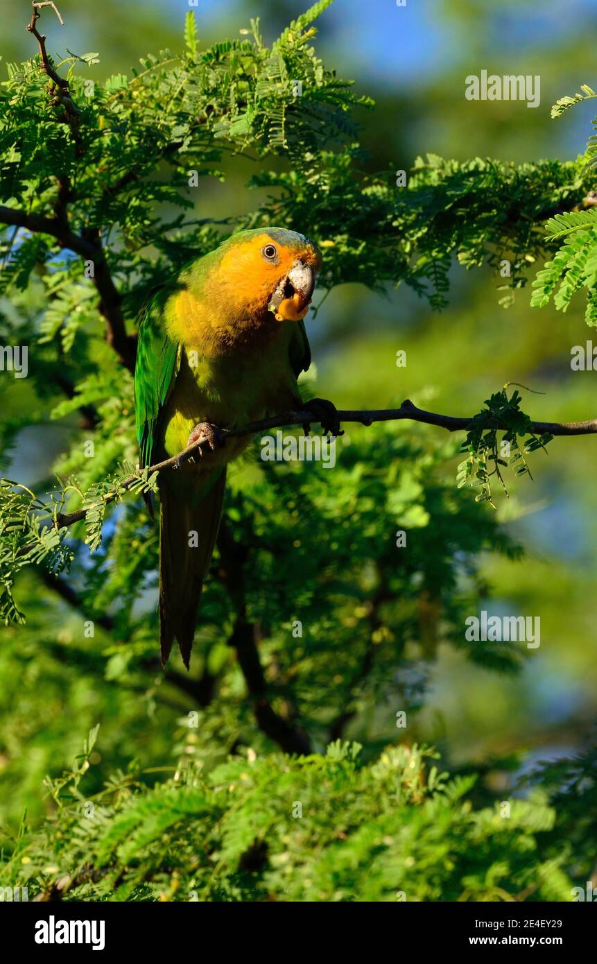 Aratinga pertinax pertinax hi-res stock photography and images - Alamy