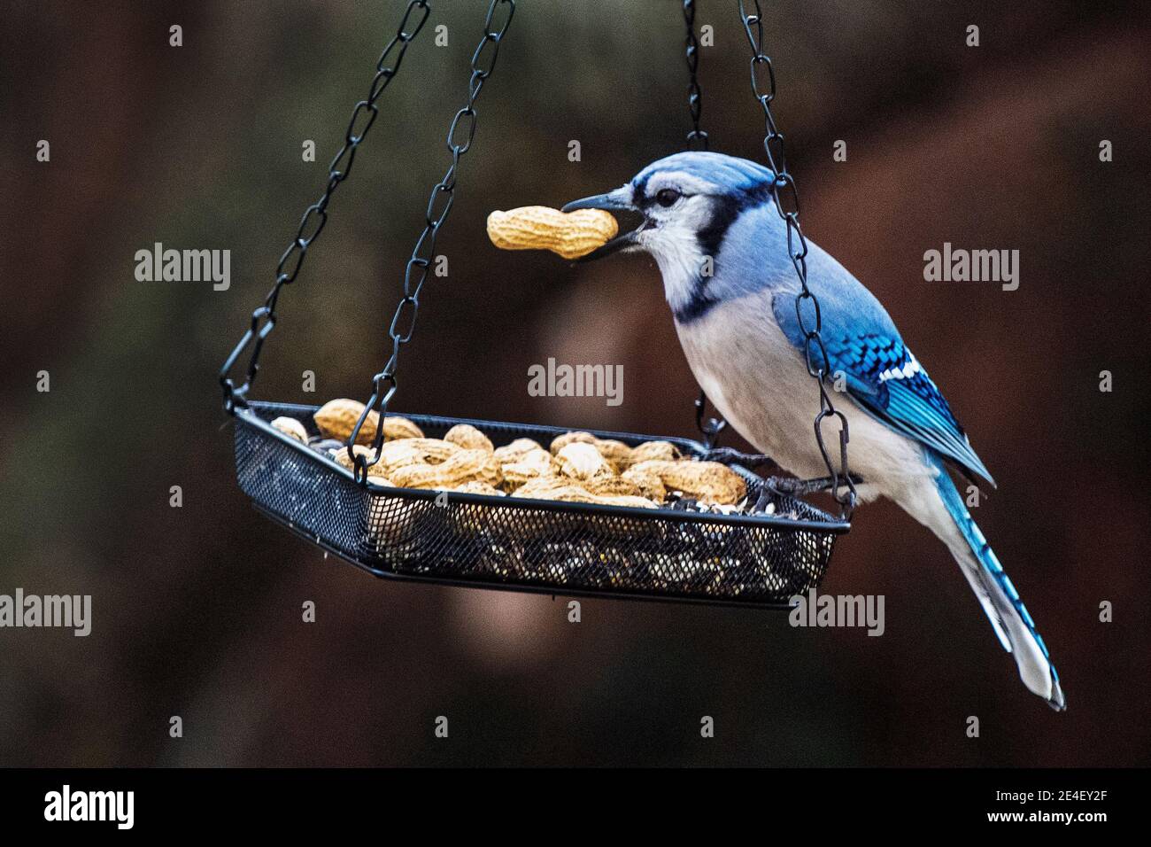 Bluejay with peanuts hi-res stock photography and images - Alamy