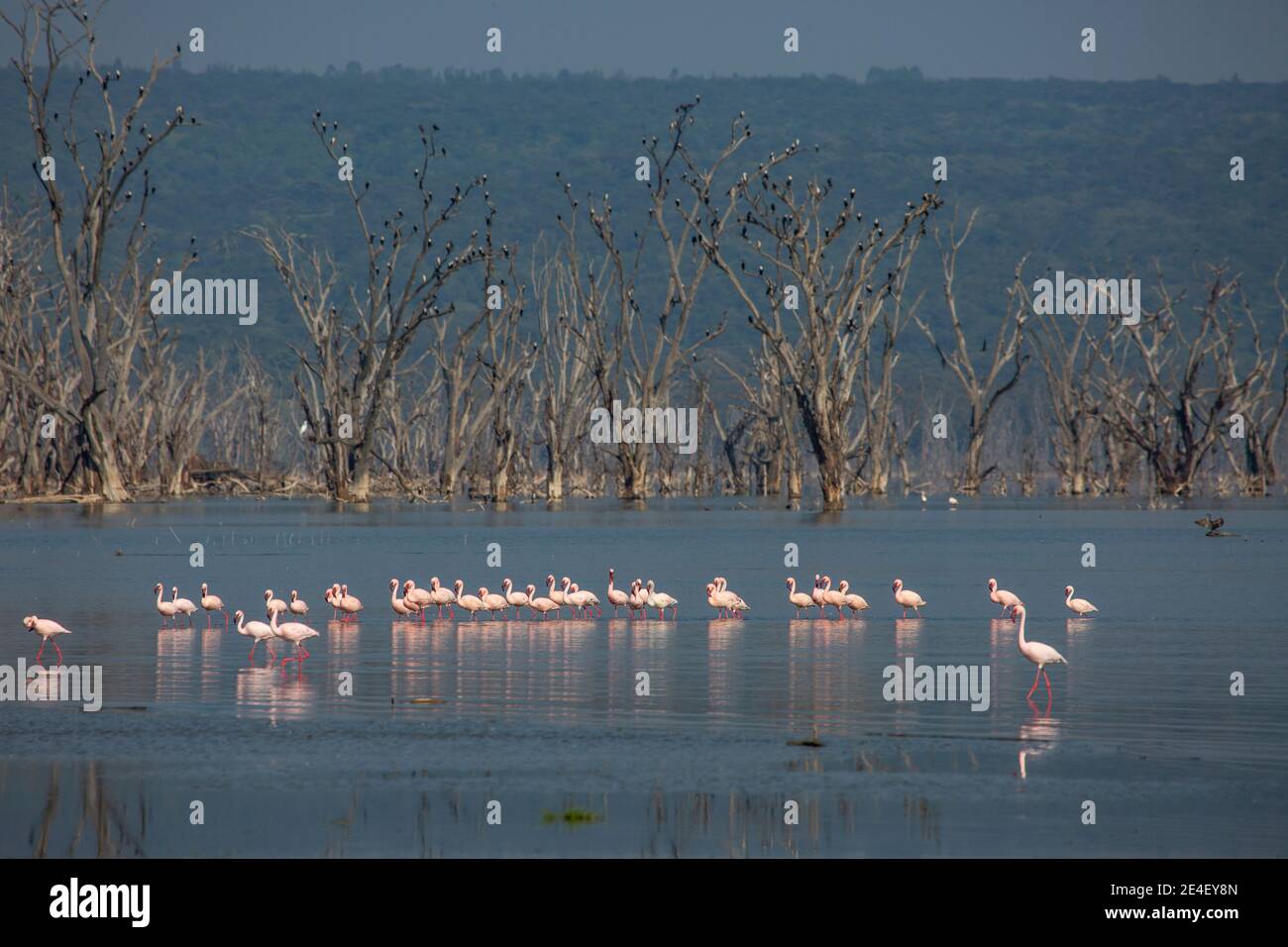 Flamingo afrika hi-res stock photography and images - Alamy