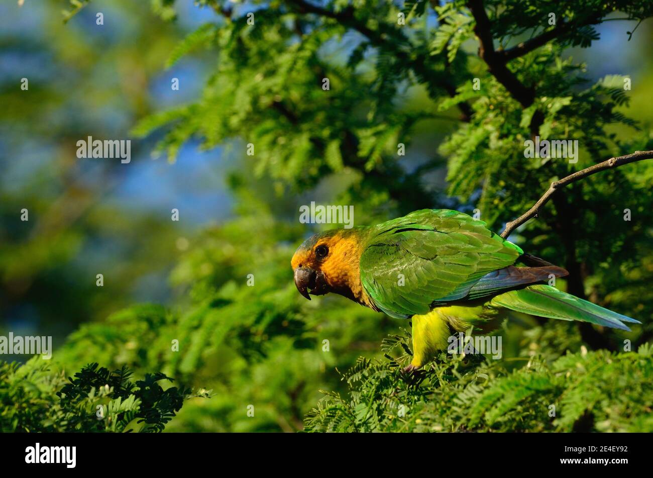 Aratinga pertinax pertinax hi-res stock photography and images - Alamy