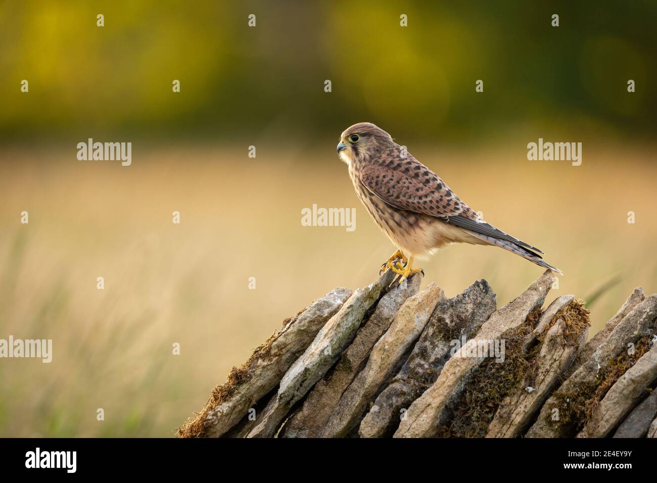 Kestrel perched wall hi-res stock photography and images - Alamy