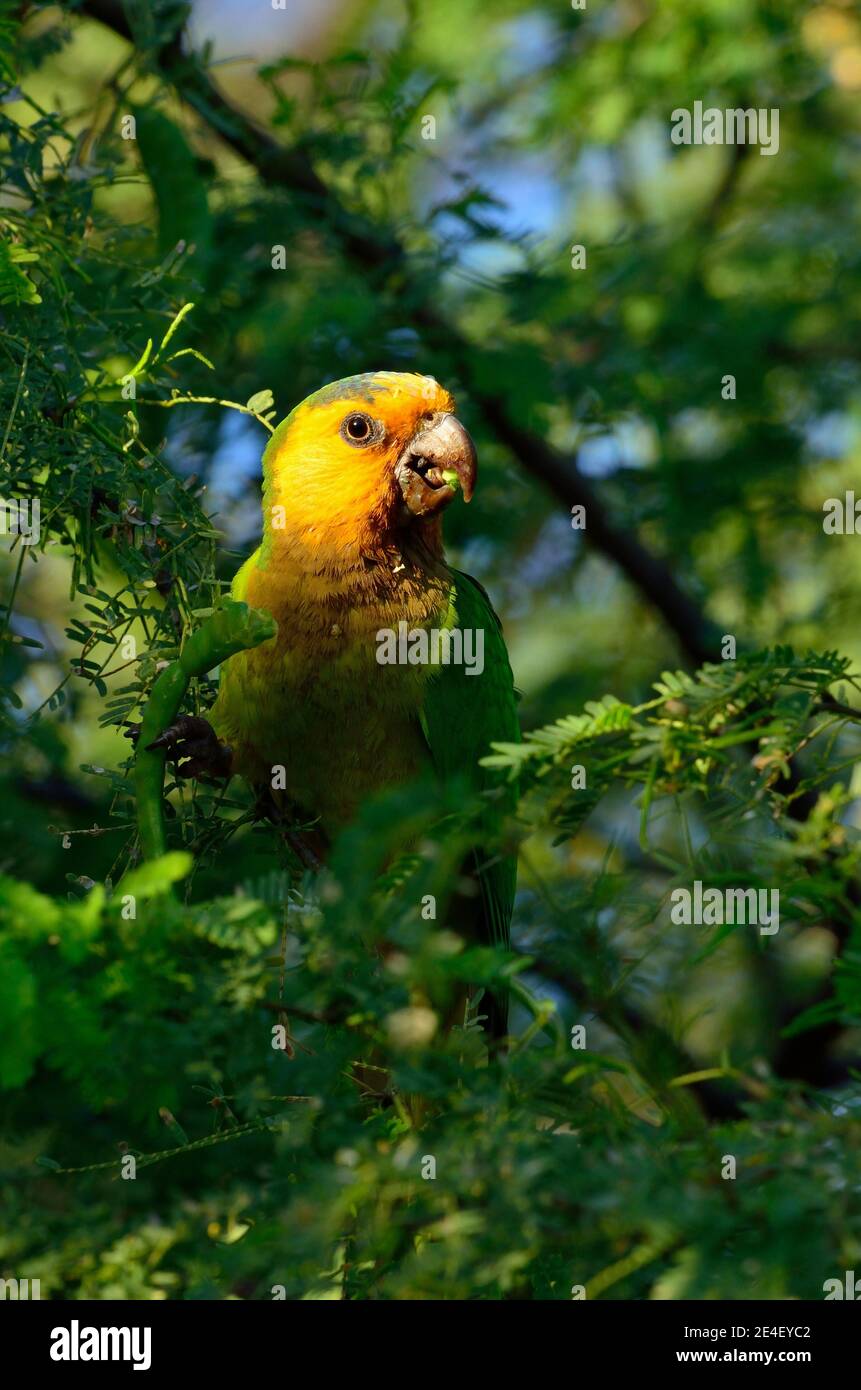 Aratinga pertinax pertinax hi-res stock photography and images - Alamy