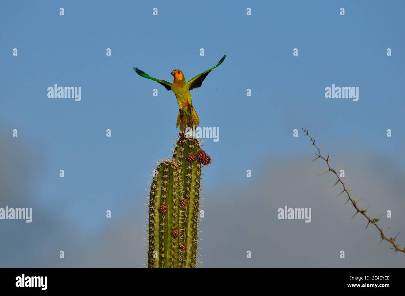 Aratinga pertinax pertinax hi-res stock photography and images - Alamy