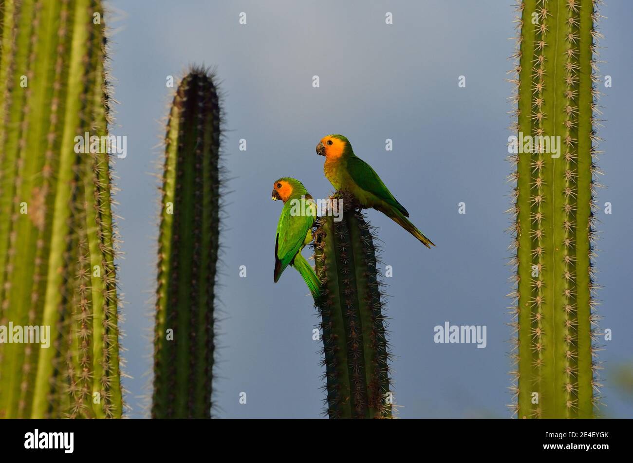 Aratinga pertinax pertinax hi-res stock photography and images - Alamy