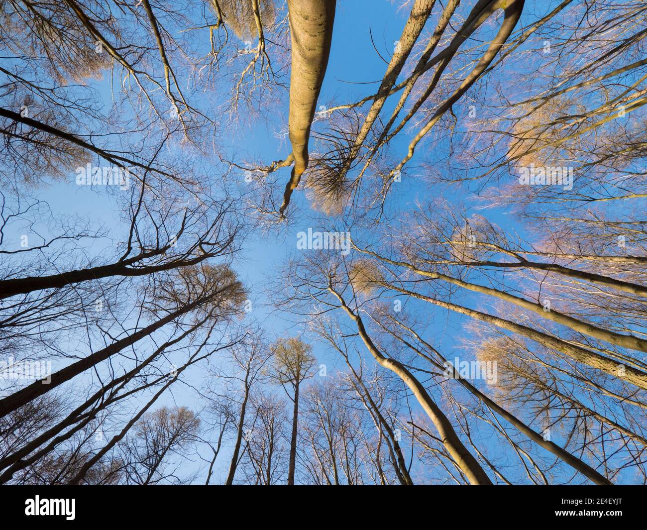 UK, England, Surrey, Forest radial pattern white down Stock Photo - Alamy
