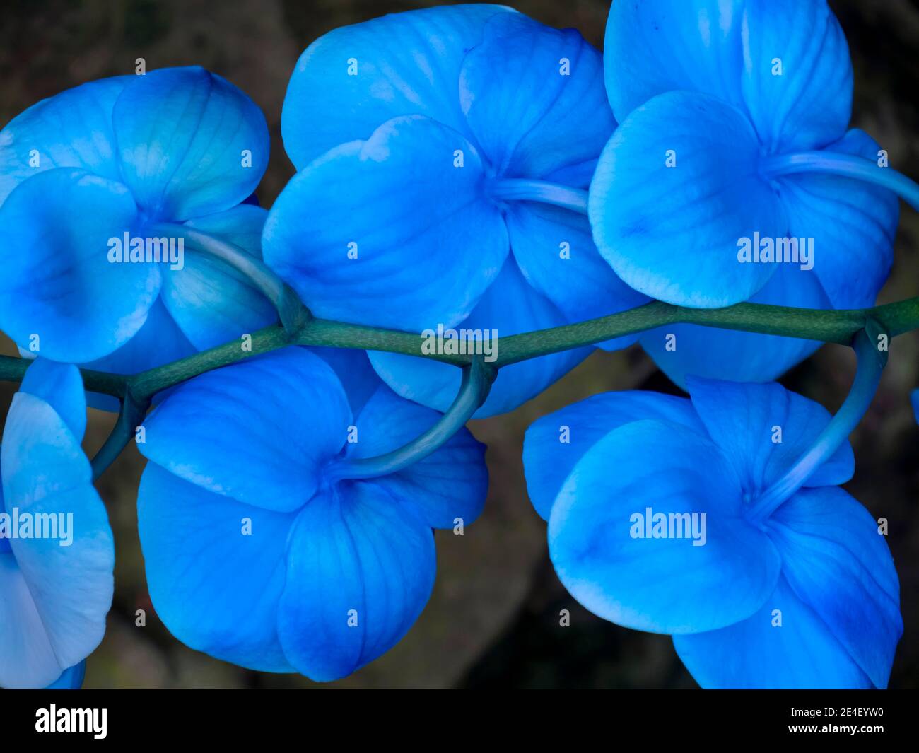 orchid Phalaenopsis blue Stock Photo - Alamy