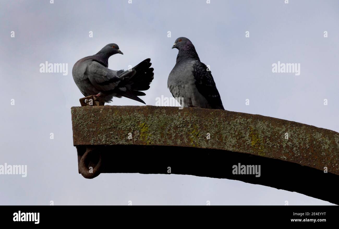 Duo Bar High Resolution Stock Photography and Images - Alamy