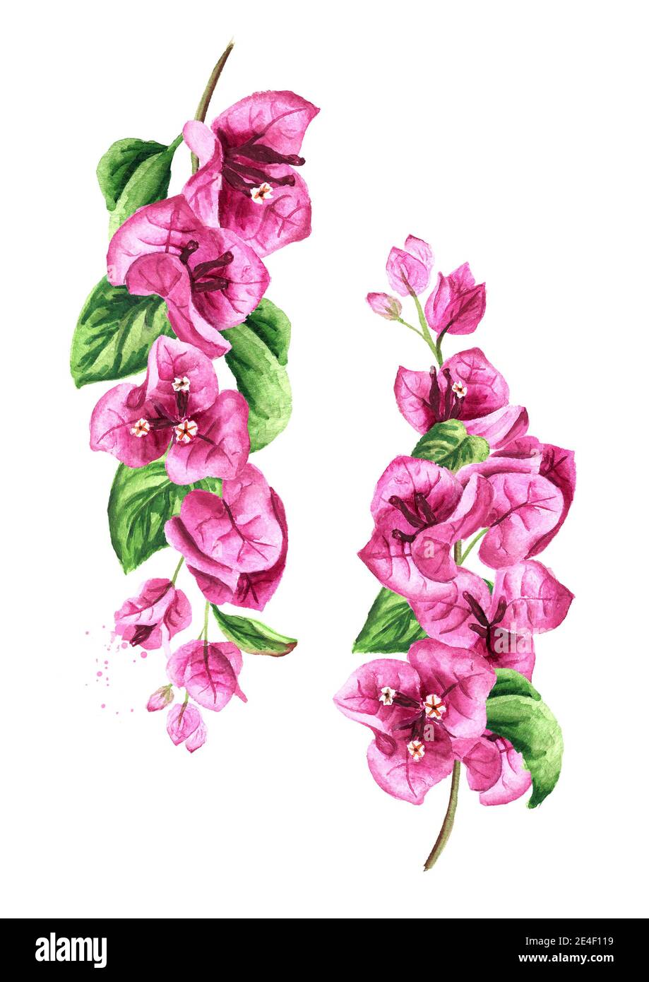 Bougainvillea Flower Drawing
