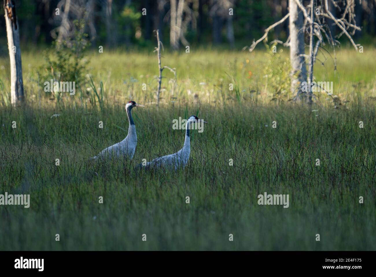 Common Crane bird Stock Photo - Alamy