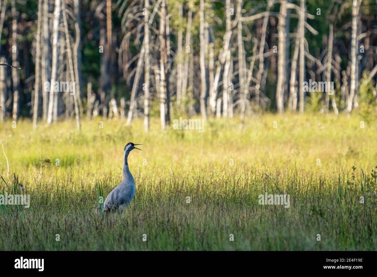 Common crane bird hi-res stock photography and images - Alamy