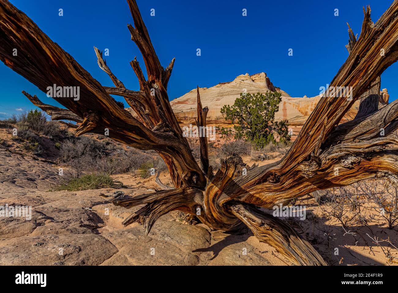 Weathered juniper stump in White Pocket, Vermilion Cliffs National ...