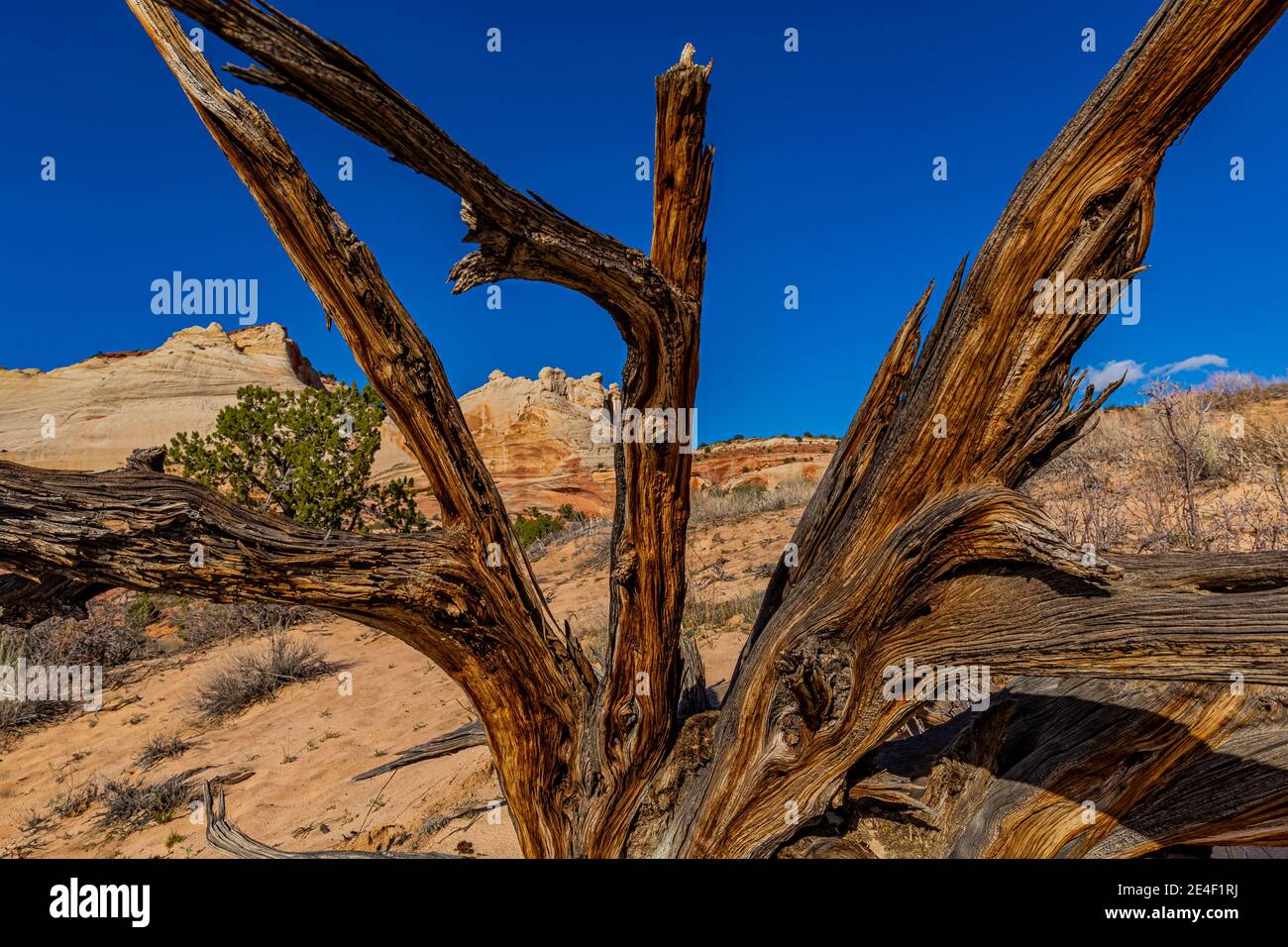 Dead and weathered tree stump hi-res stock photography and images - Alamy