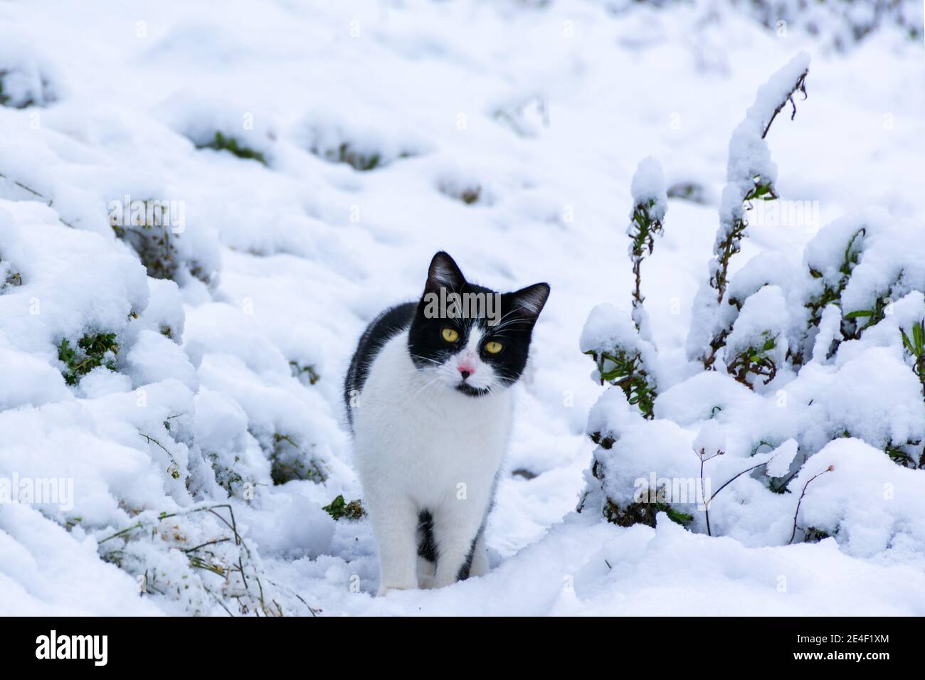 Close-up of black and white cat with yellow eyes in the snow Stock ...