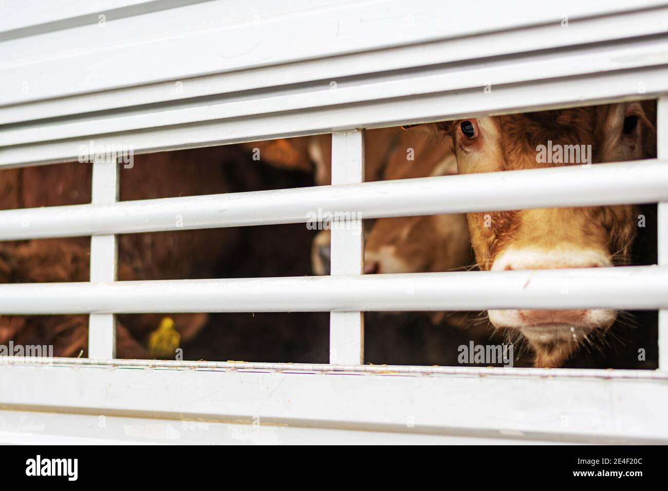 Veal peeking out of aeration windows in a cattle truck Stock Photo - Alamy