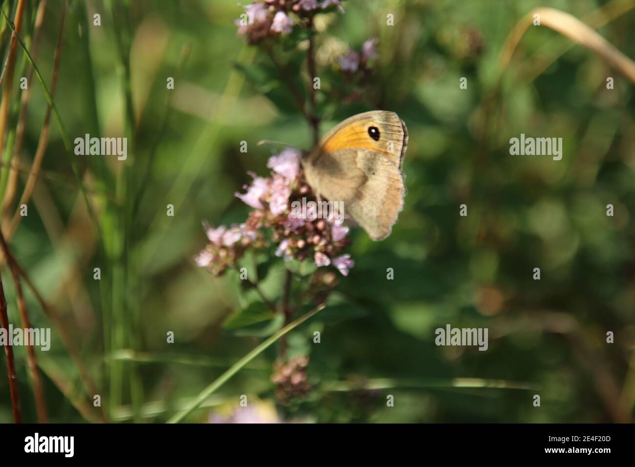 Meadow Brown butterfly (Maniola jurtina Stock Photo - Alamy