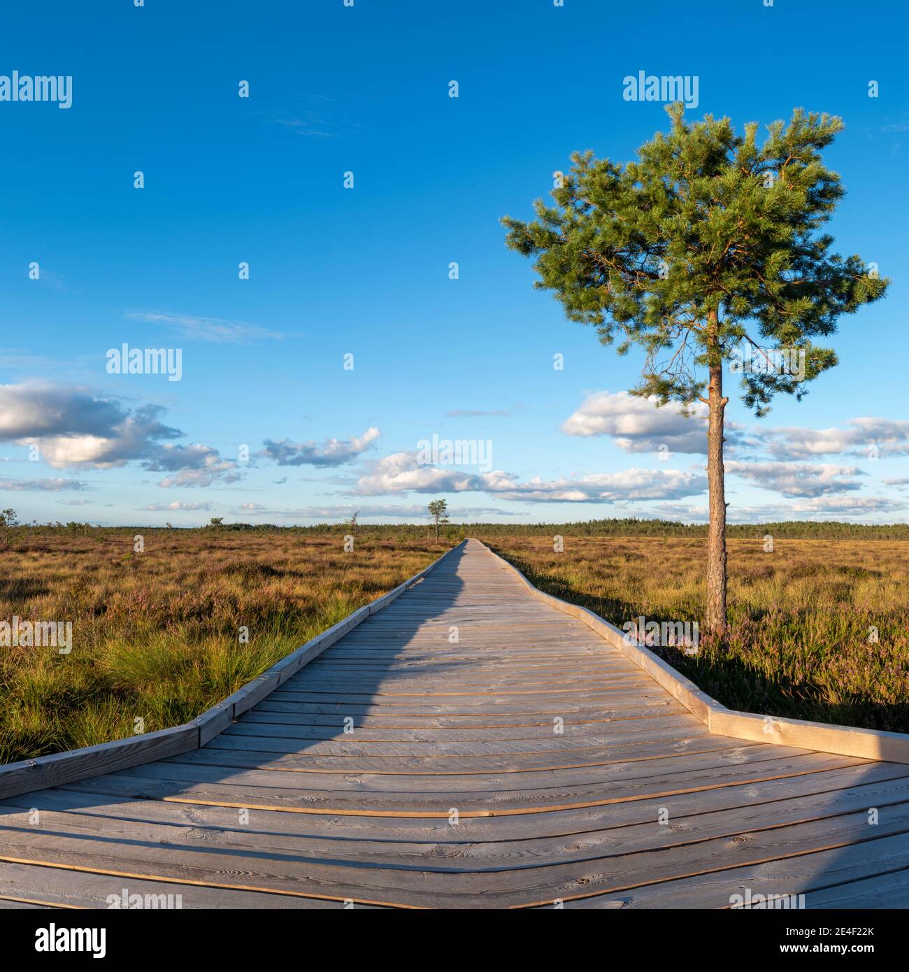 Sun casting low light during calm Sunset in summer over Wooden footpath ...