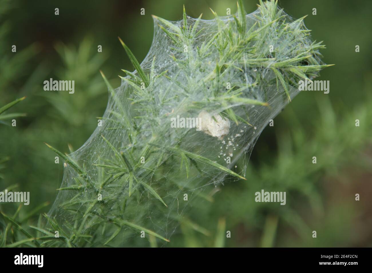 Tent web spider hi-res stock photography and images - Alamy