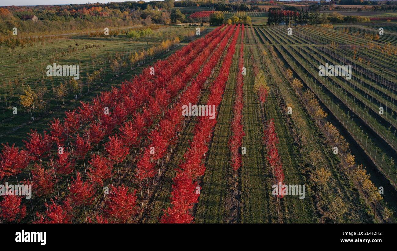 Fall Day Tree Farm Stock Photo - Alamy