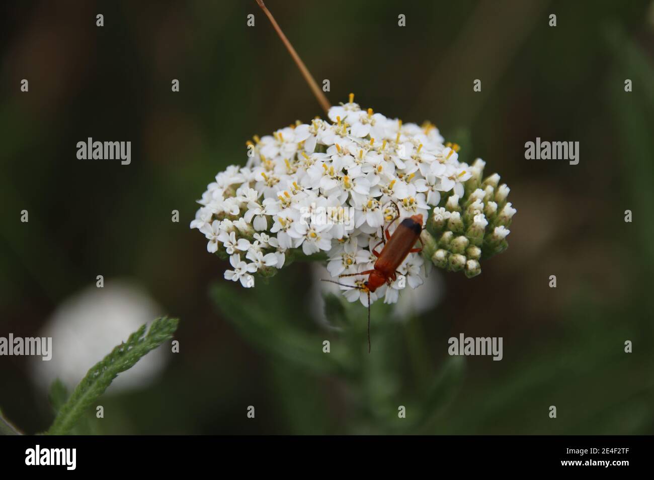 Hogweed bonking beetle hi-res stock photography and images - Alamy
