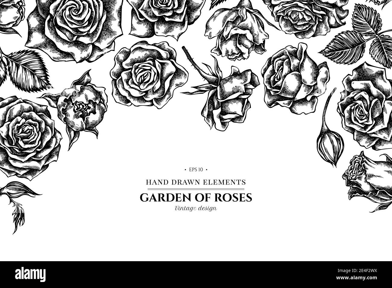 View red roses Black and White Stock Photos & Images - Alamy