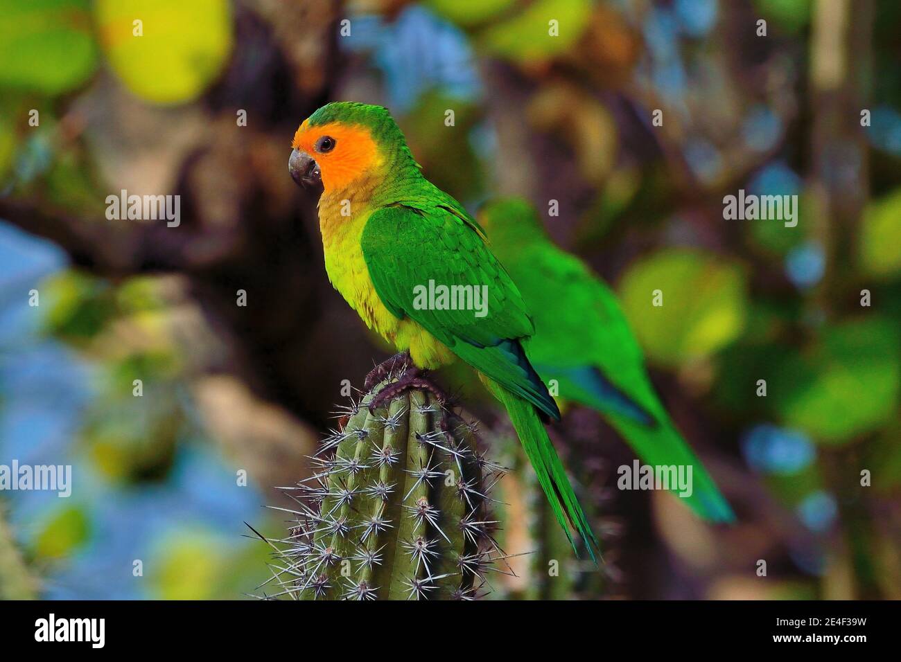 Aratinga pertinax pertinax hi-res stock photography and images - Alamy