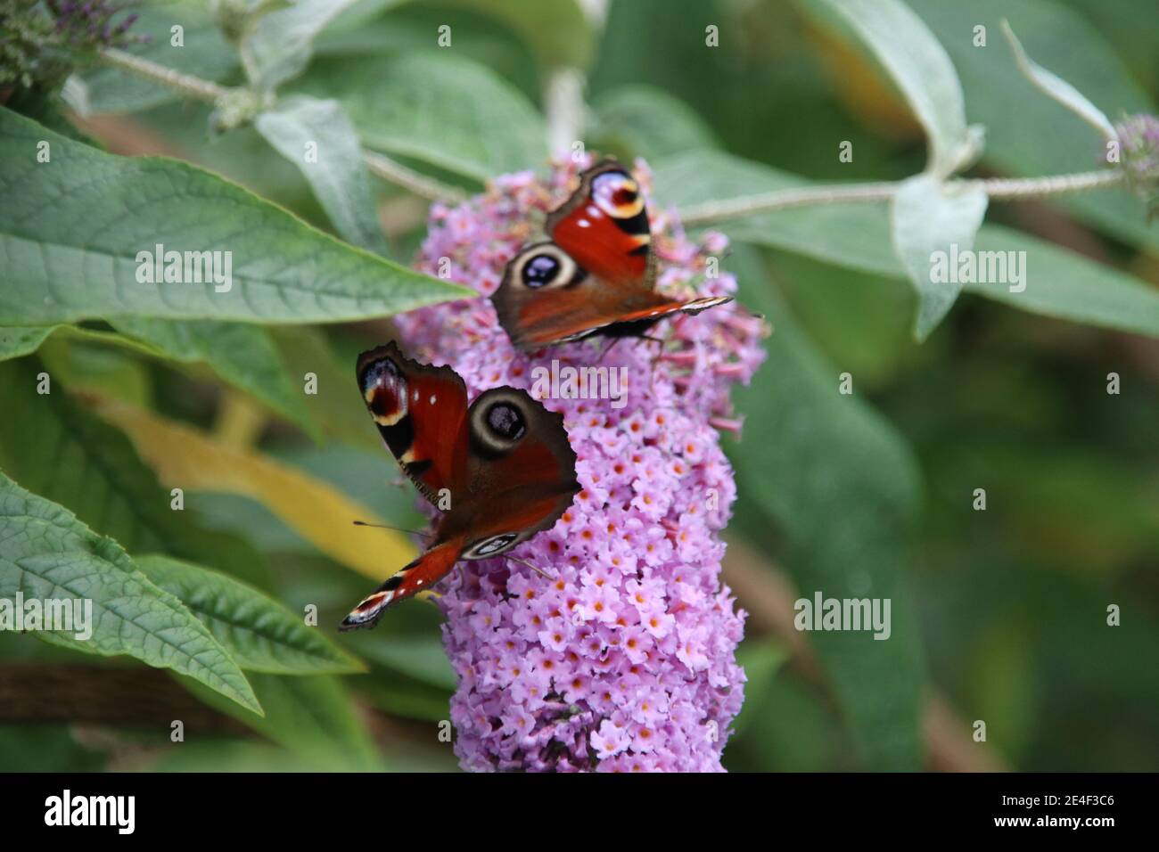 Peacock Butterflies (Aglais io Stock Photo - Alamy