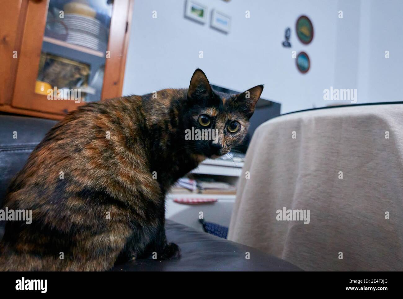 Sly cat looking over the shoulder, a shorthair tortoiseshell coat cat ...