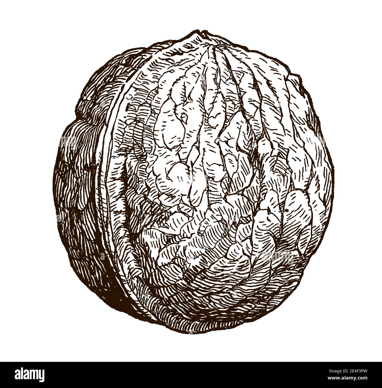 Walnut and walnut shell walnut Stock Vector Images - Alamy