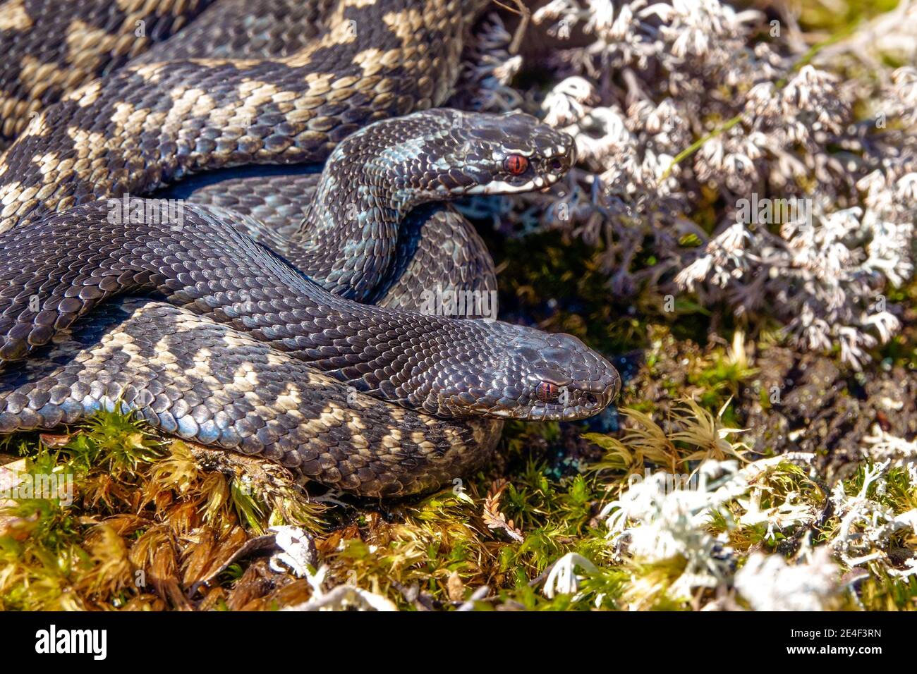 Male adder common european viper hi-res stock photography and images ...