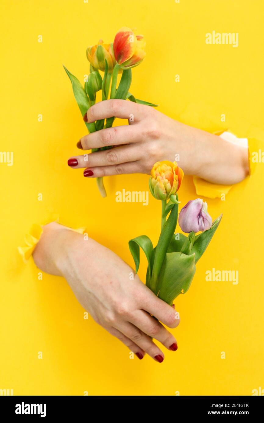 Spring themed concept abstract background with hands holing tulips ...