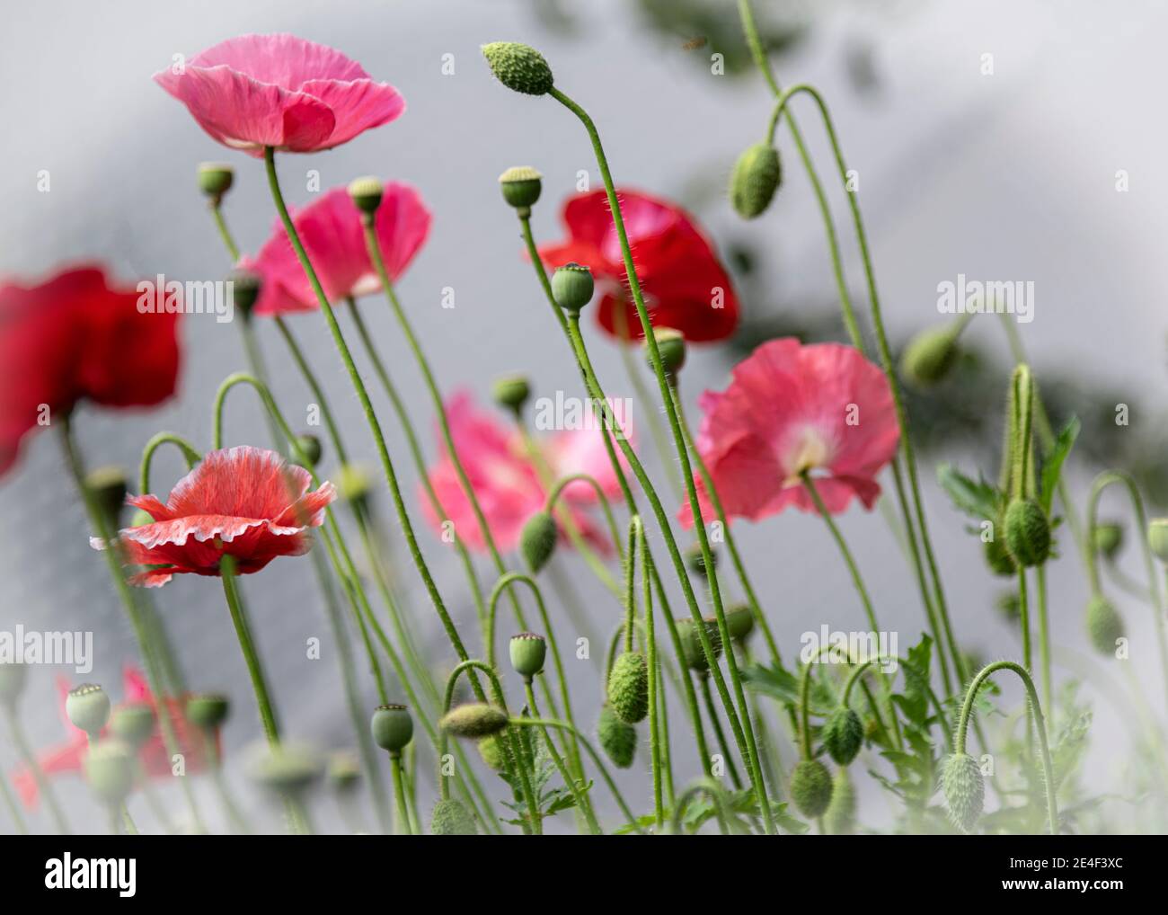 Poppy buds and seed pods hi-res stock photography and images - Alamy