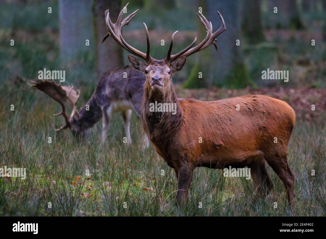 Duelmen, NRW, 23rd Jan 2021. Red deer and fallow deer stags congregate ...