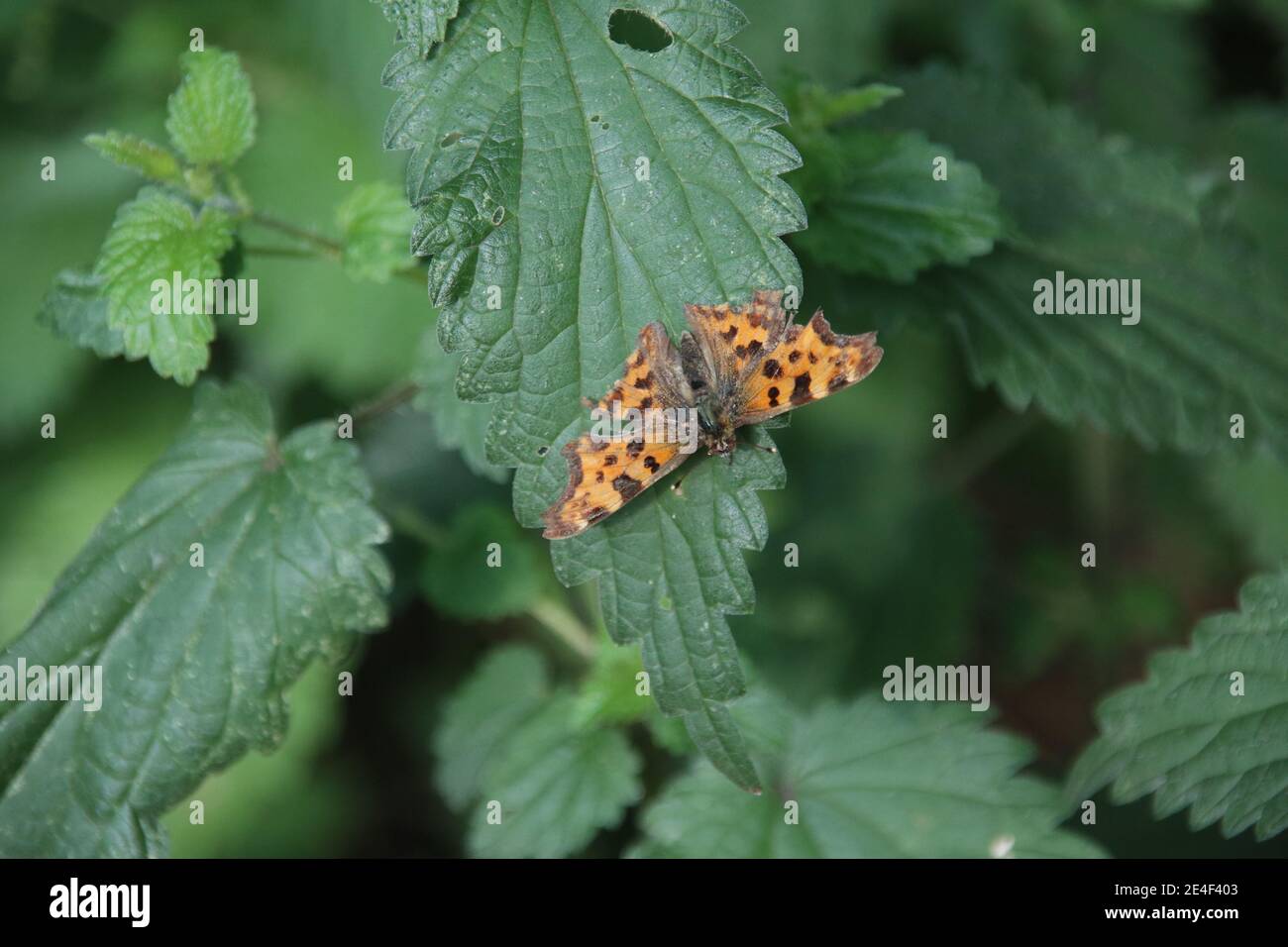 Comma butterfly (Polygonia c-album Stock Photo - Alamy