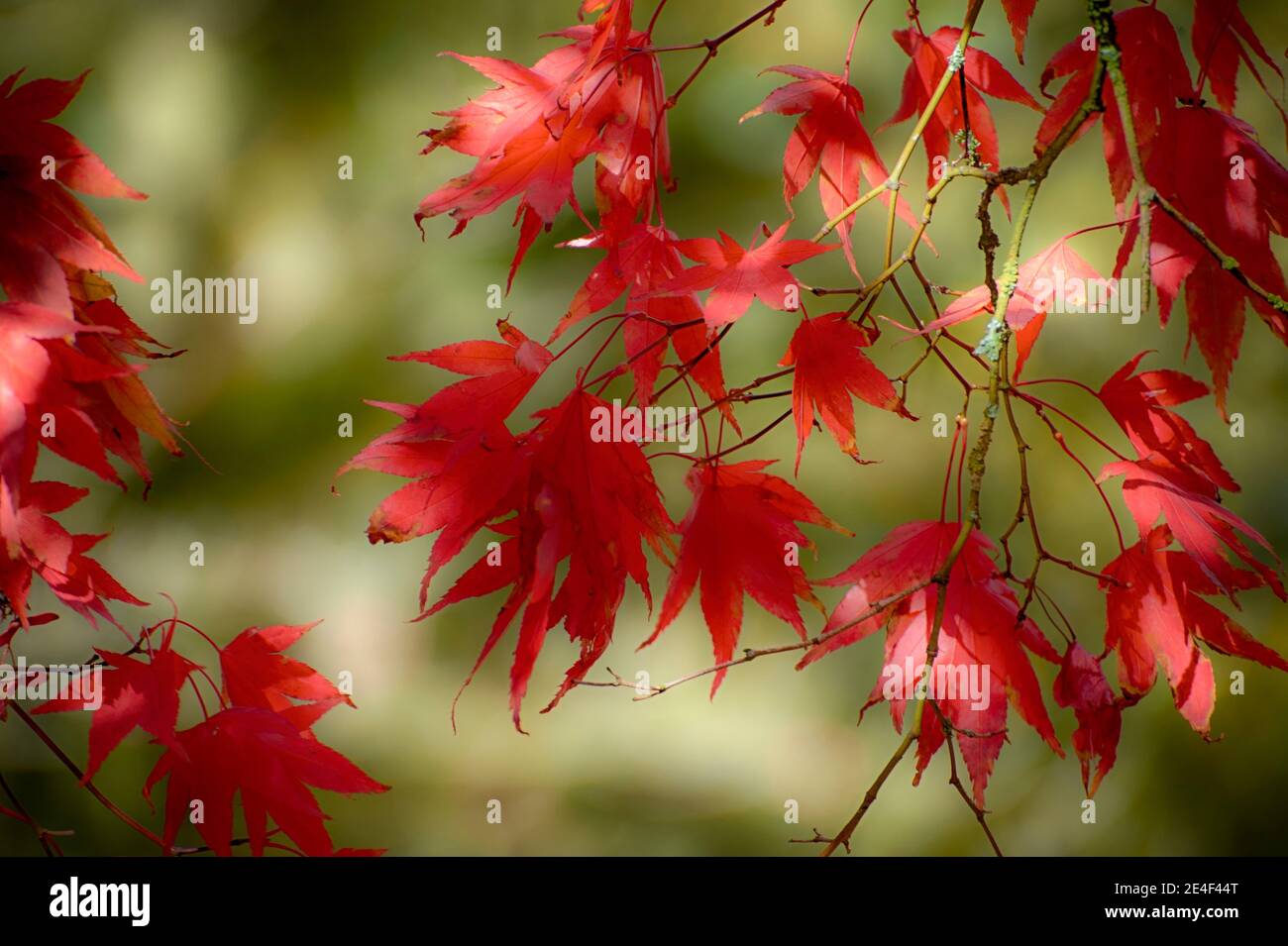 Acer Palmatum tree Stock Photo - Alamy