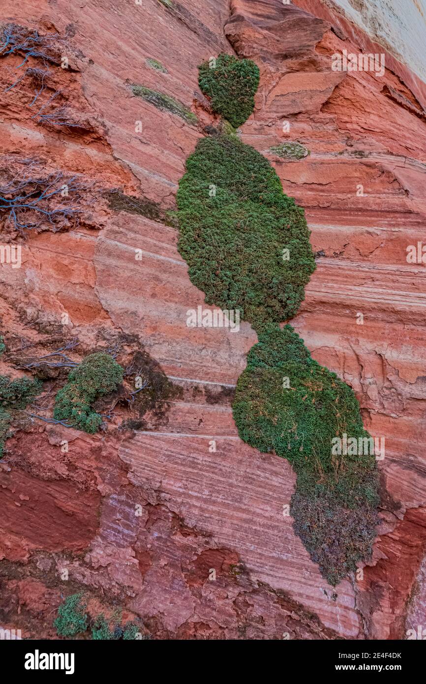 Sculptured Navajo Sandstone formations with dense green plants at White ...