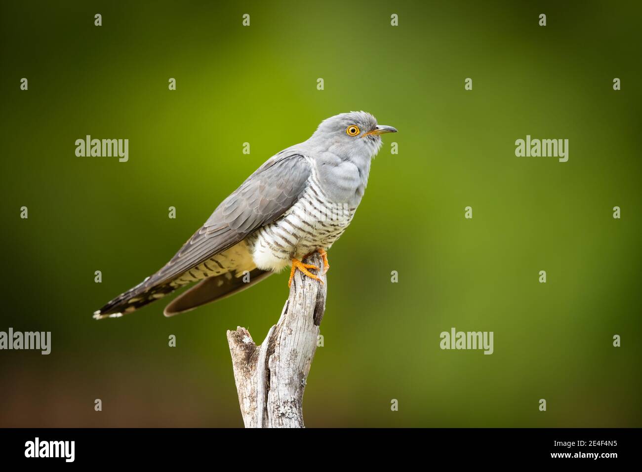 Male Common Cuckoo Stock Photo - Alamy
