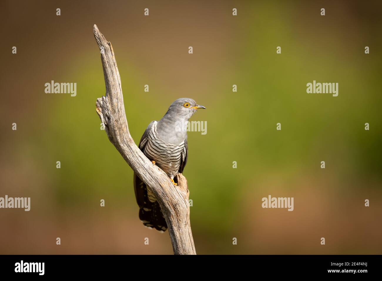 Male Common Cuckoo Stock Photo - Alamy