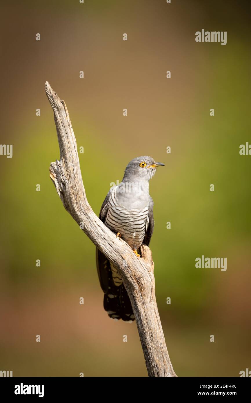Male Common Cuckoo Stock Photo - Alamy